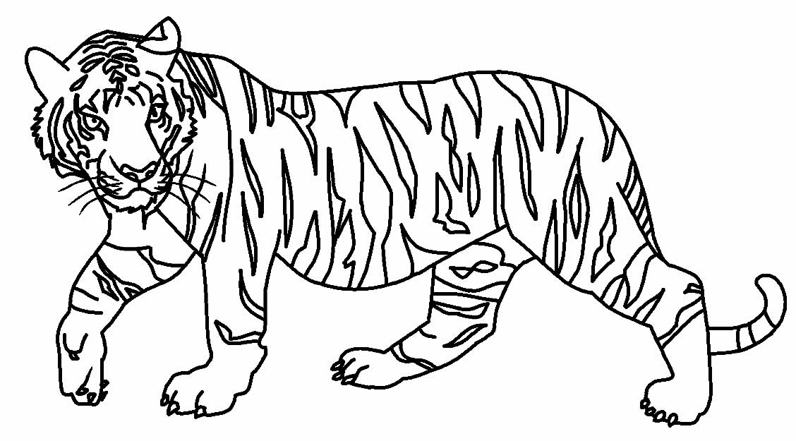 Desenhos de Tigre para colorir - Bora Colorir