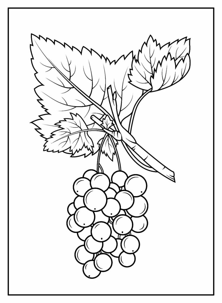 Desenhos de Uva para colorir - Bora Colorir