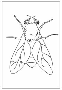 Desenhos de Mosca para colorir - Bora Colorir